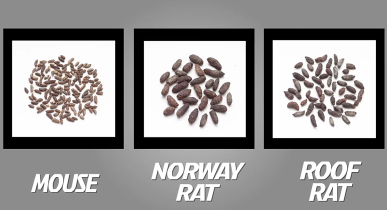 What To Do When You See Mouse Droppings - Alta Pest Control